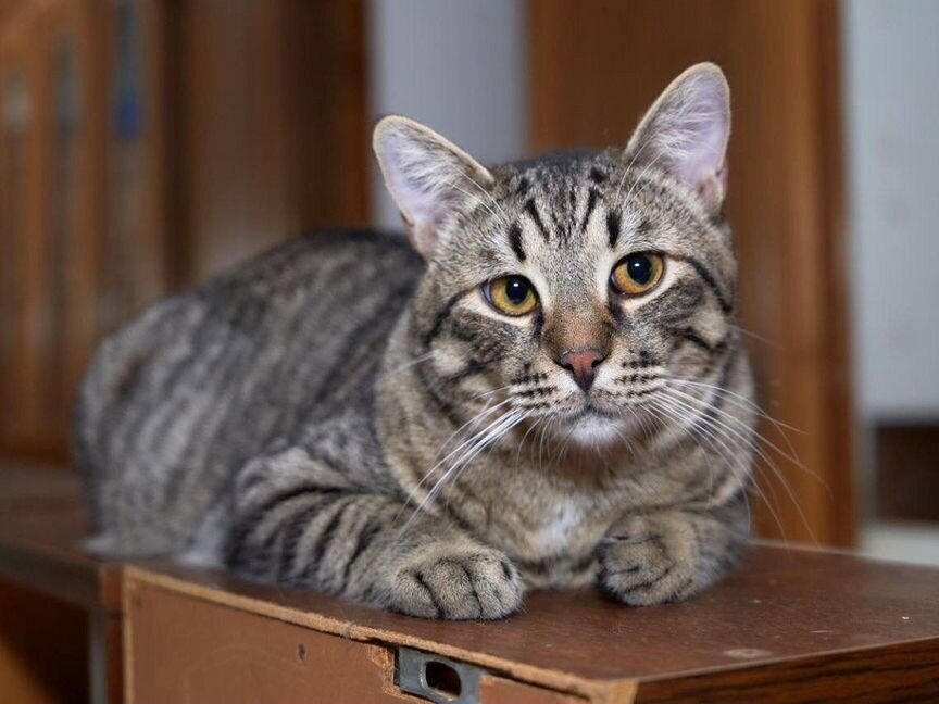 Кот ласковый тигр