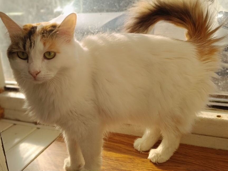 Пристраивается кошечка из котокафе в Океане