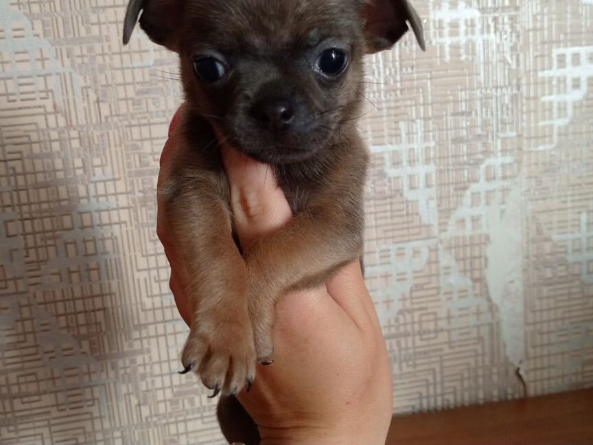 Чихуахуа мальчик
