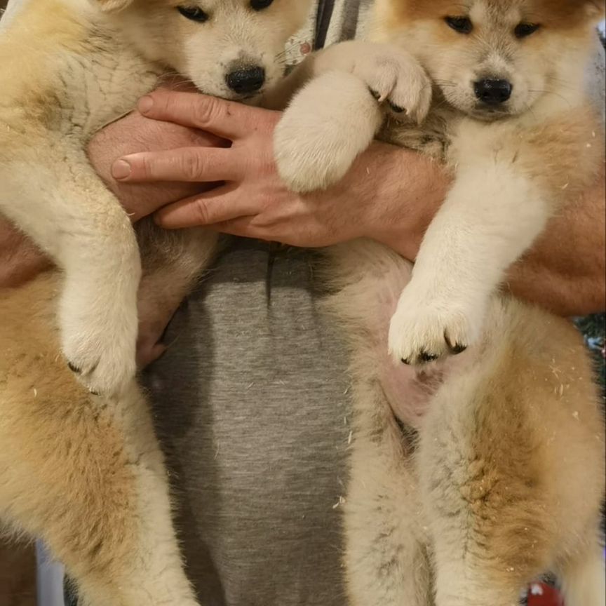 Японская акита