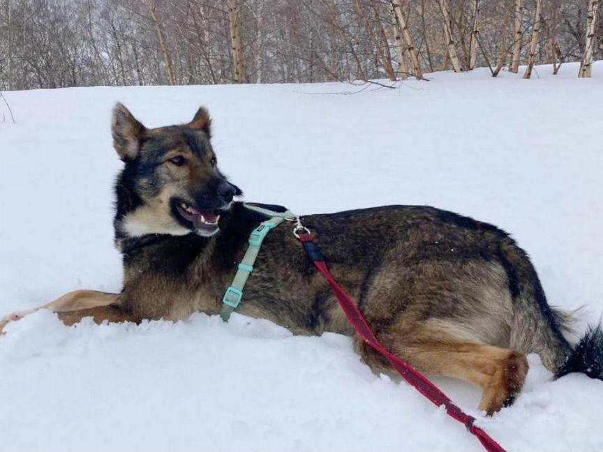 Добрая собака небольшого размера из приюта в дар