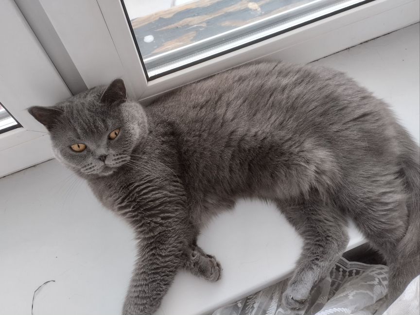 Британский кот