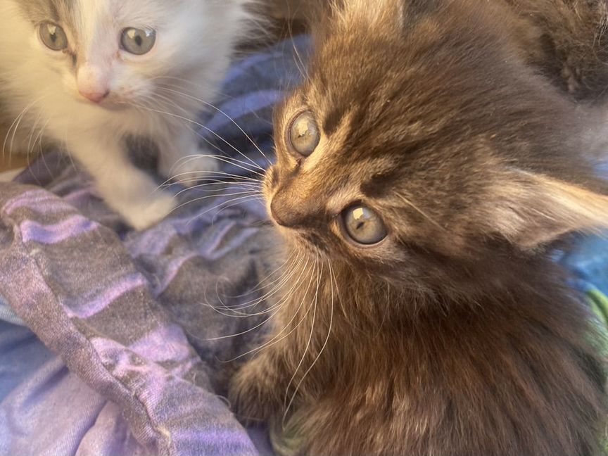 Пузатенькие котятки в добрые ручки