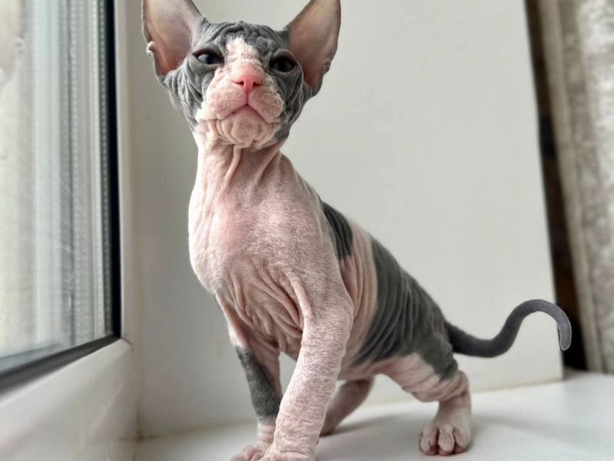 Котик донской сфинкс