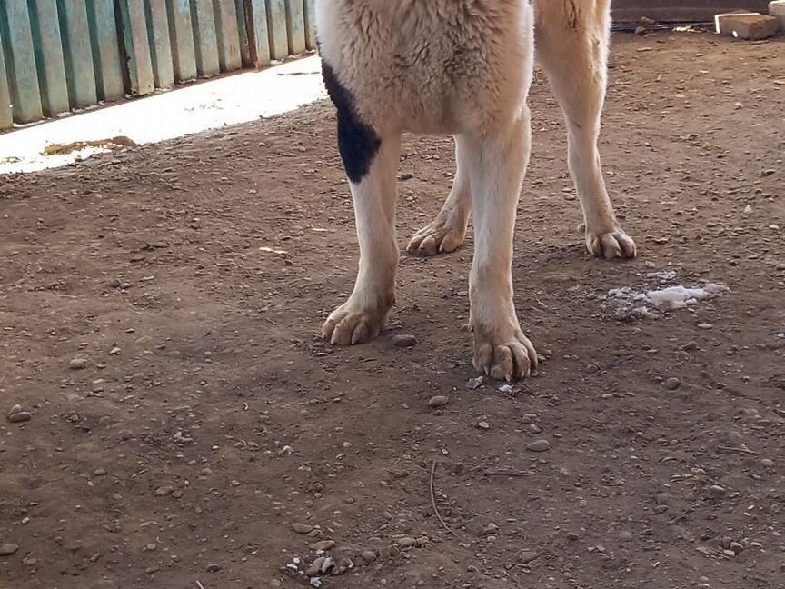 Среднеазиатская овчарка