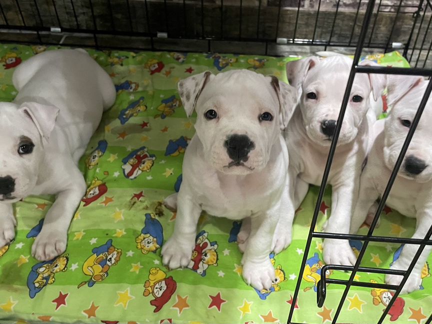 Щенки амстаффа