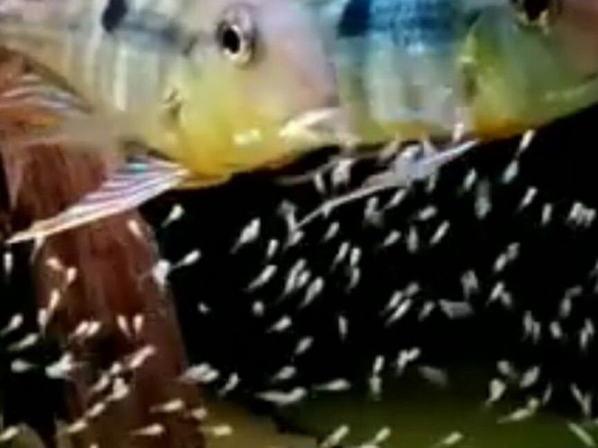 Геофагус тападжос(красноголовый)