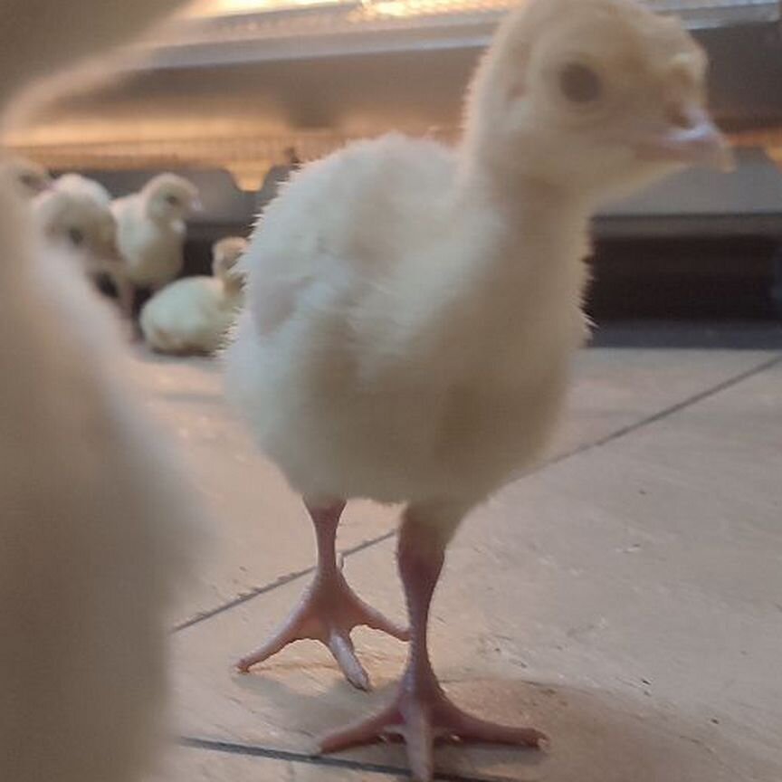 Индюшата, перепела