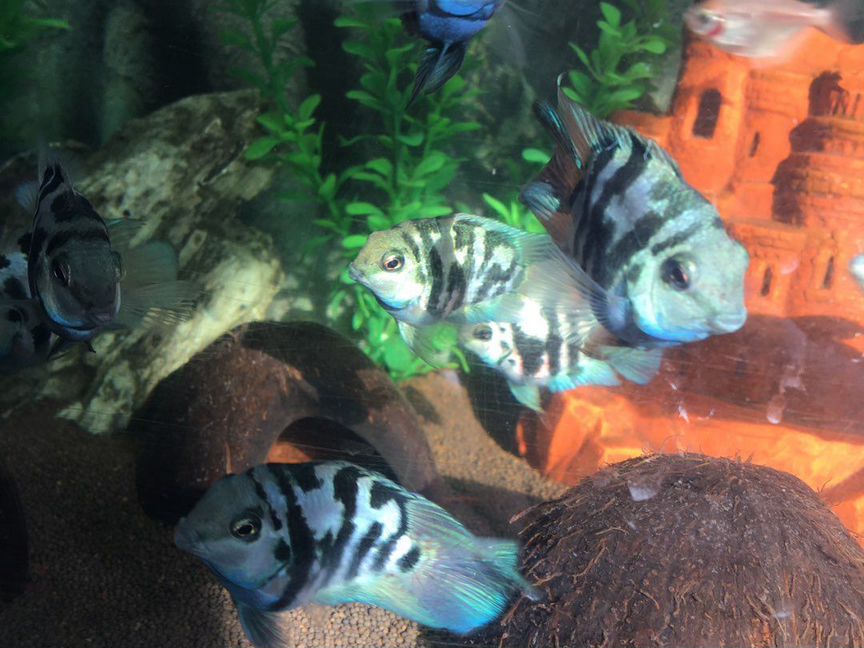 Рыбки сапфировый попугай