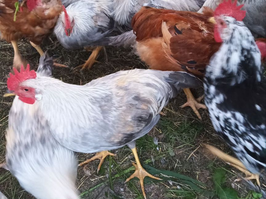 Молодые петухи