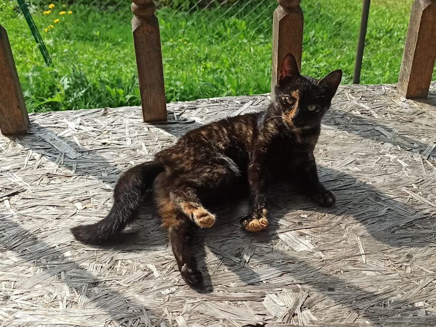 Отдам котёнка в добрые руки
