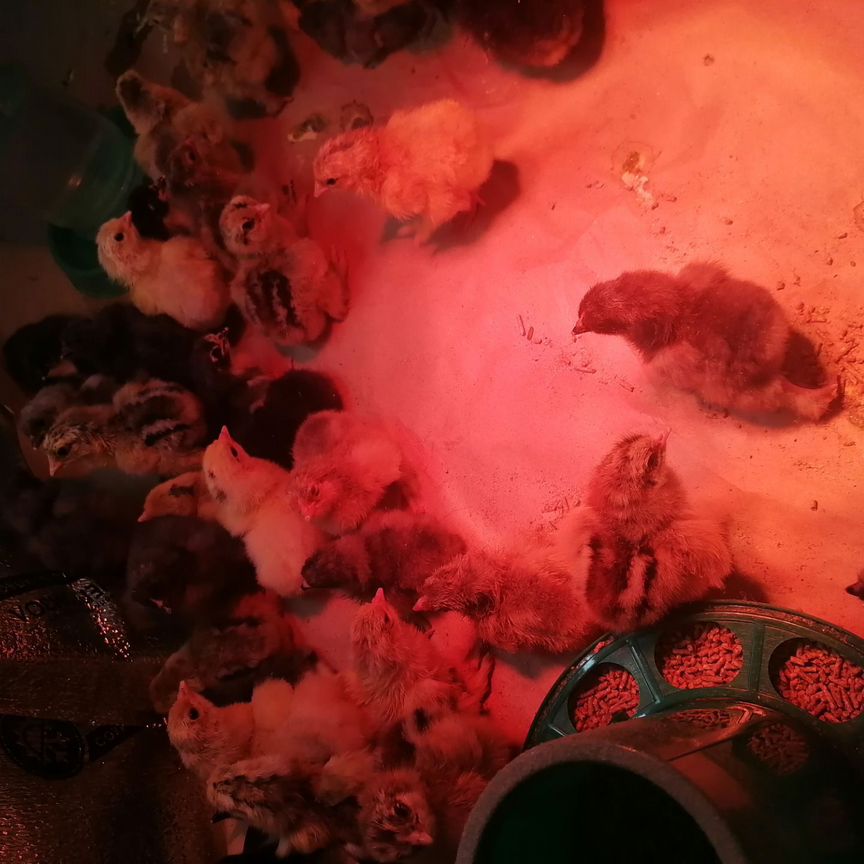 Циплята брама. Мраморная порода