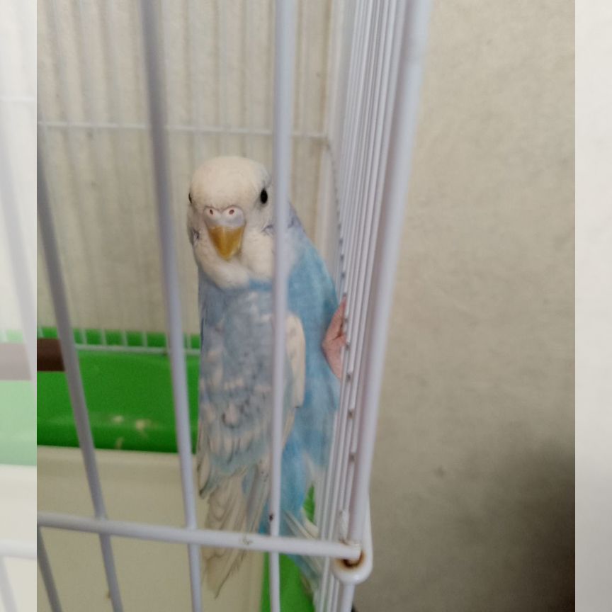 Птенцы волнистый попугай