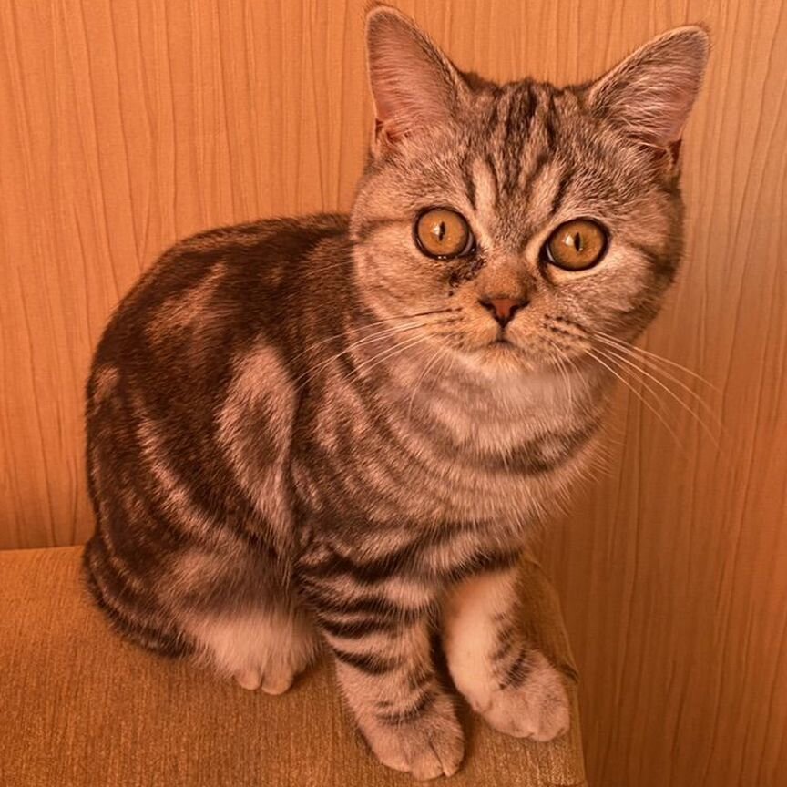 Шотландский котенок