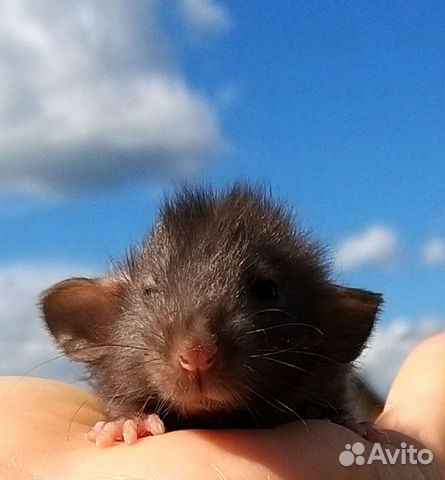 Крысята long дамбо