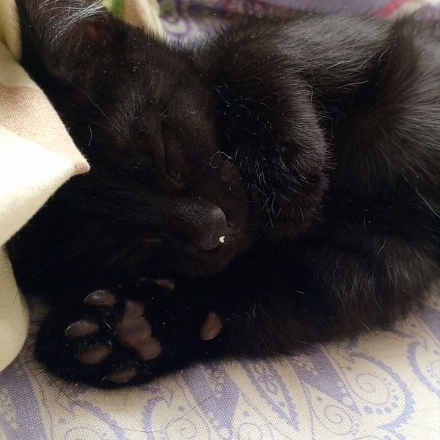 Отдам в добрые руки