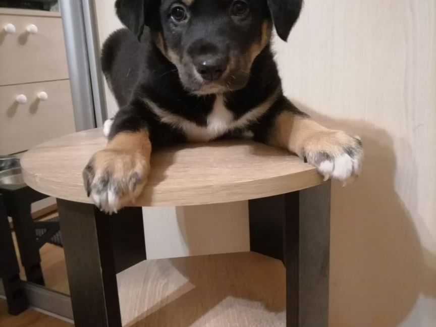 Мамапапа.я мишка - малышка