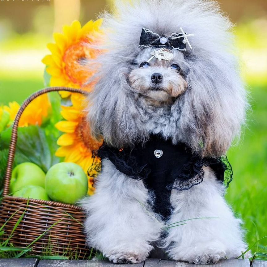 Бишон фризе, щенок