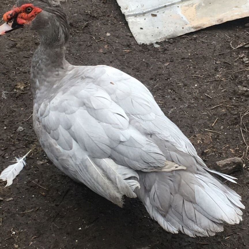 Ия индоуток