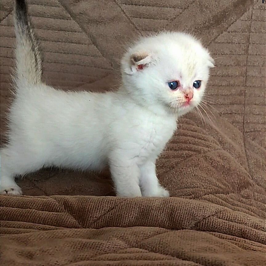 Шотландские котята. Поинтовая лапочка