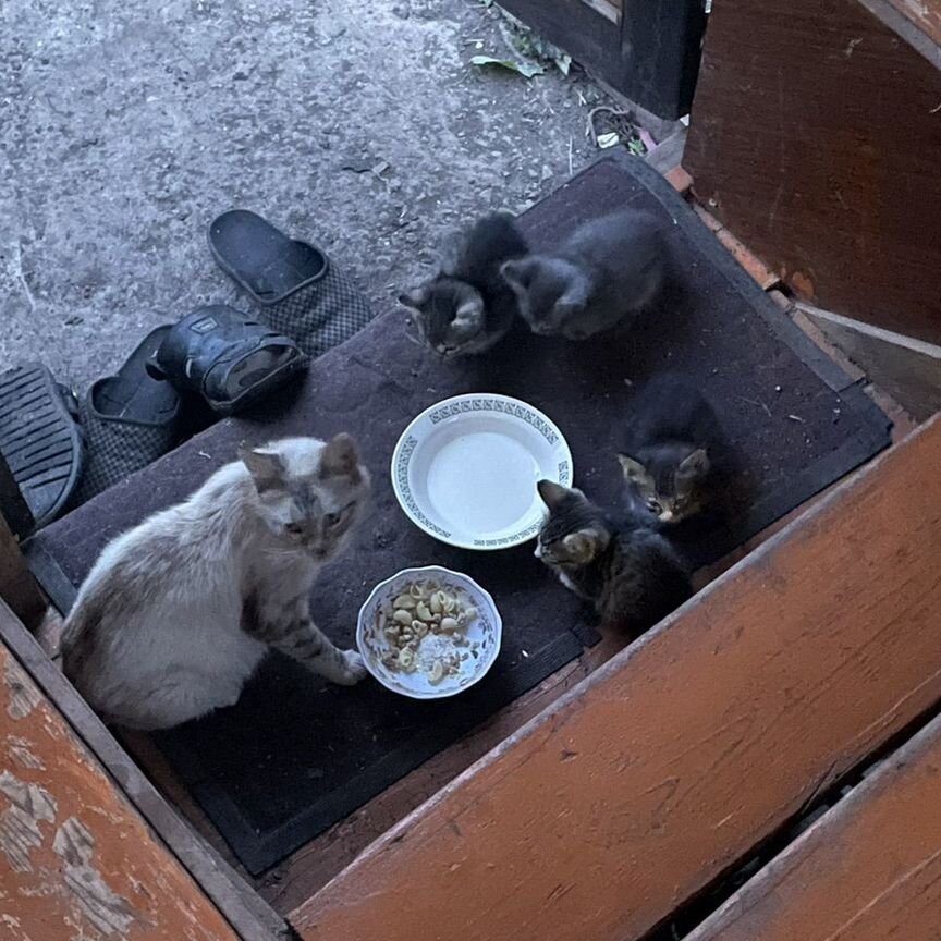 Отдам в добрые руки маленьких котят
