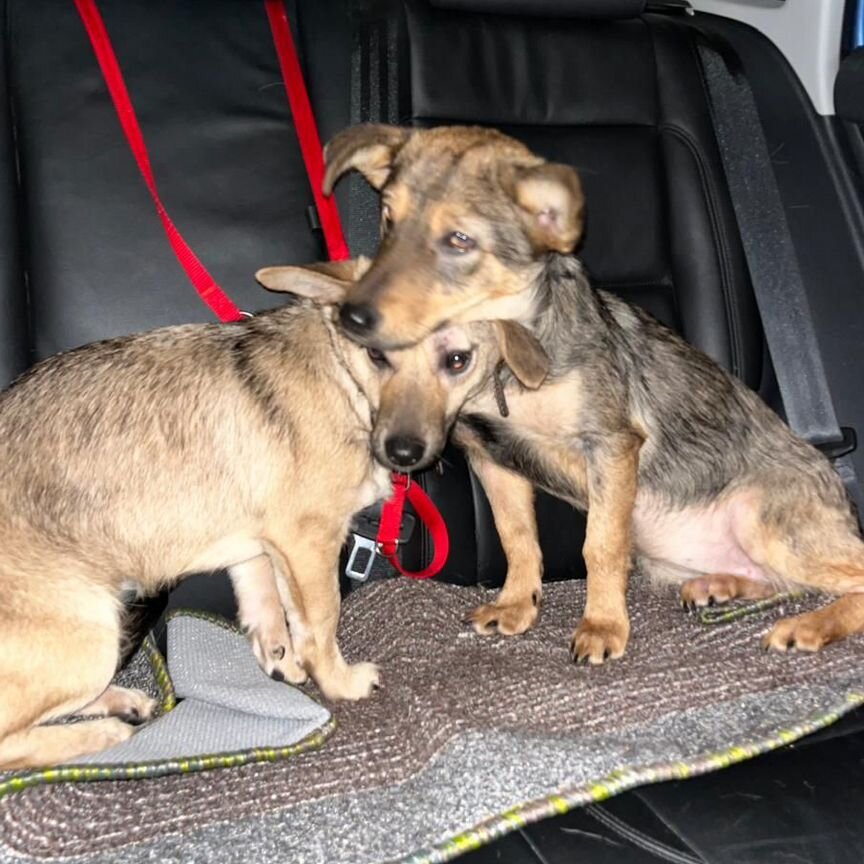 Чудесные девочки щеночки