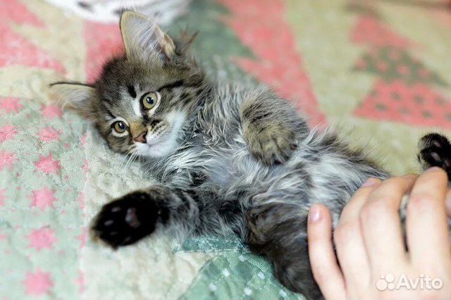 Котенок сибирский