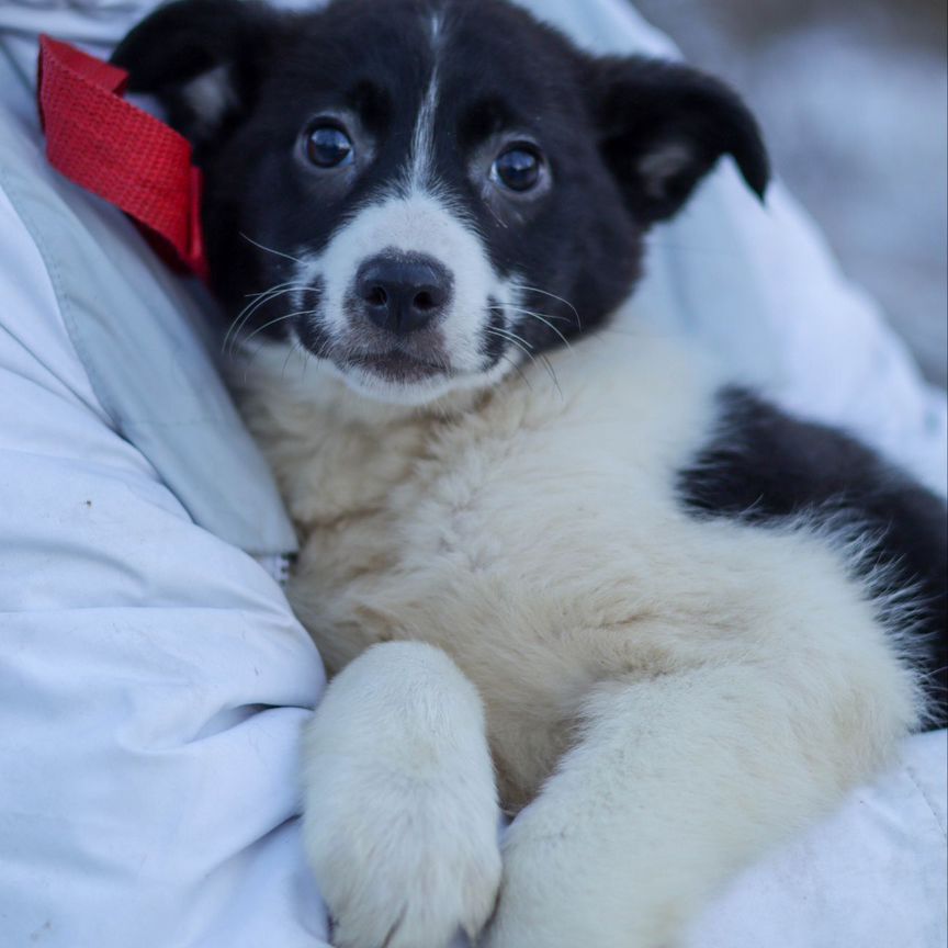 Малышка Флора, 2 мес, ищет дом