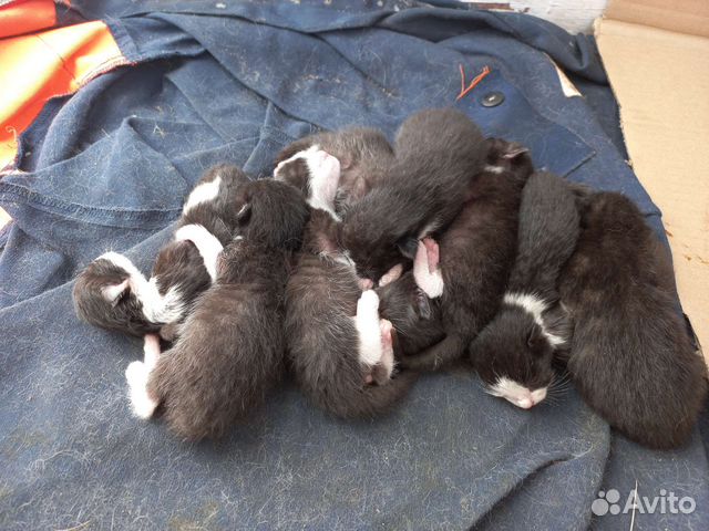 Котята в добрые руки