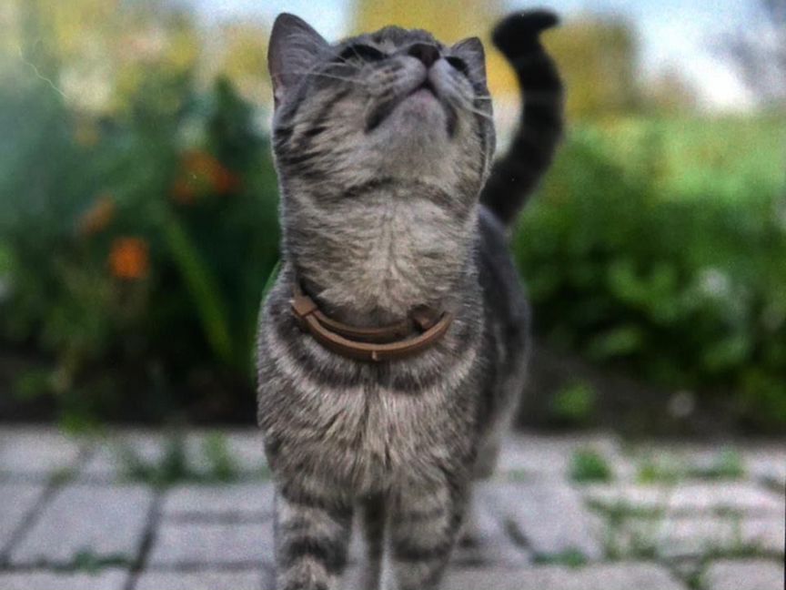 Котята в добрые руки бесплатно