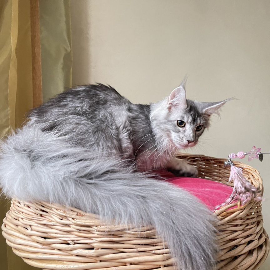 Котик мейн кун