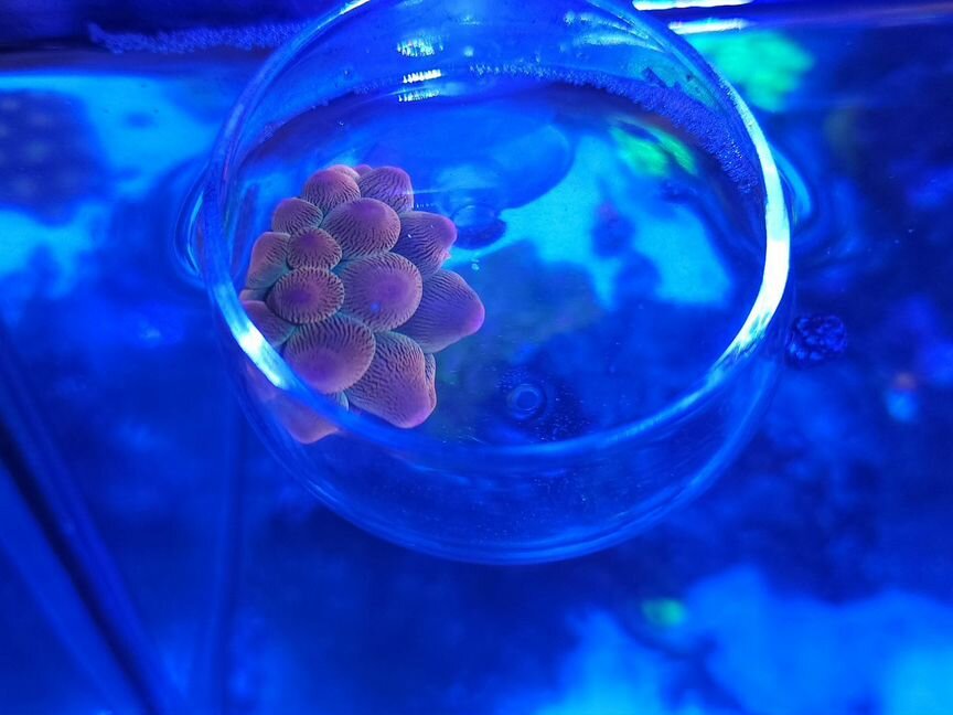 Актиния квадриколор мини