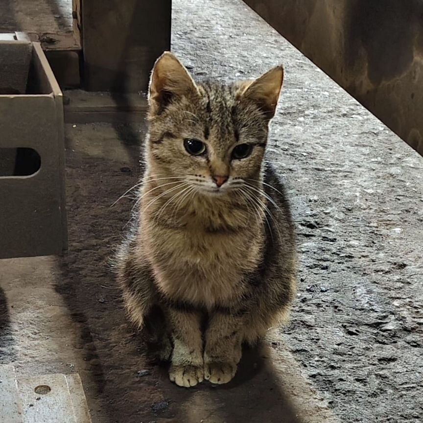 Кошечка в добрые руки