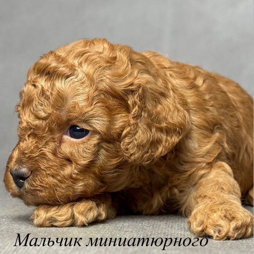 Щенки карликового пуделя