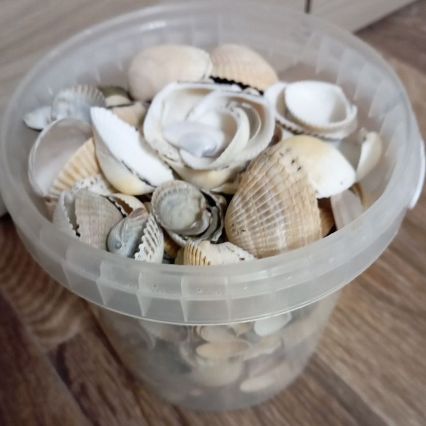 Морские ракушки