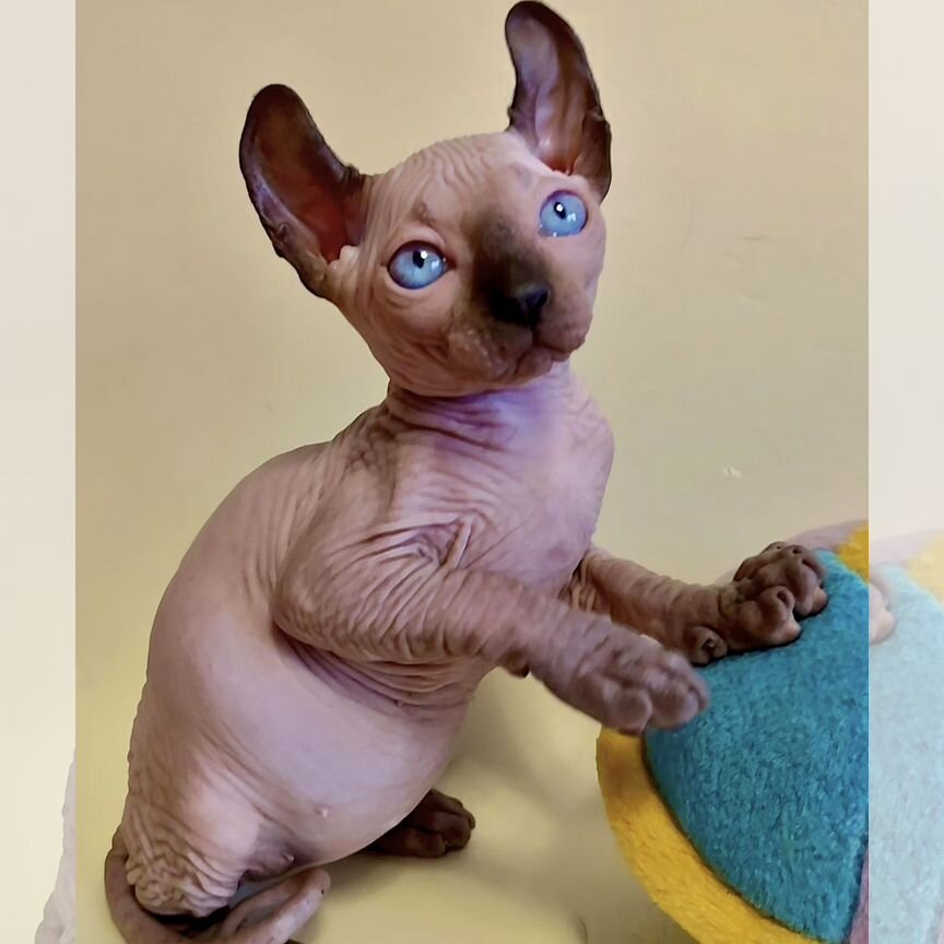 Канадский сфинкс котёнок