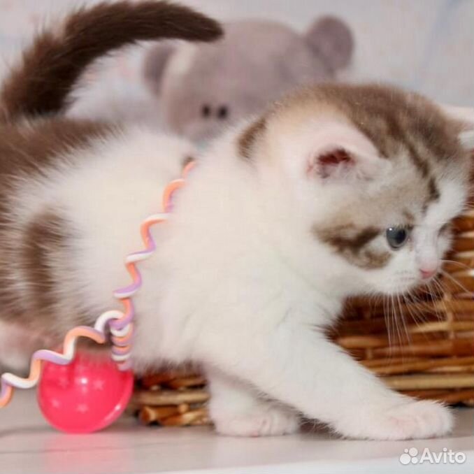 Британский шоколадный котик