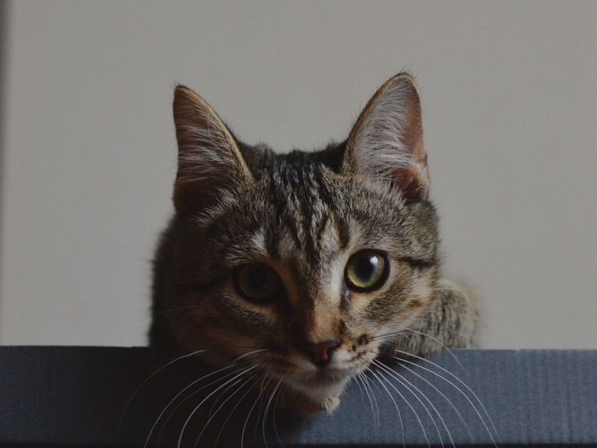 Котёнок в добрые руки кот в дар
