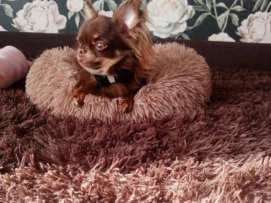 Чихуахуа для случки