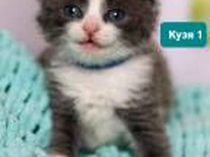 Котята от домашней кошки