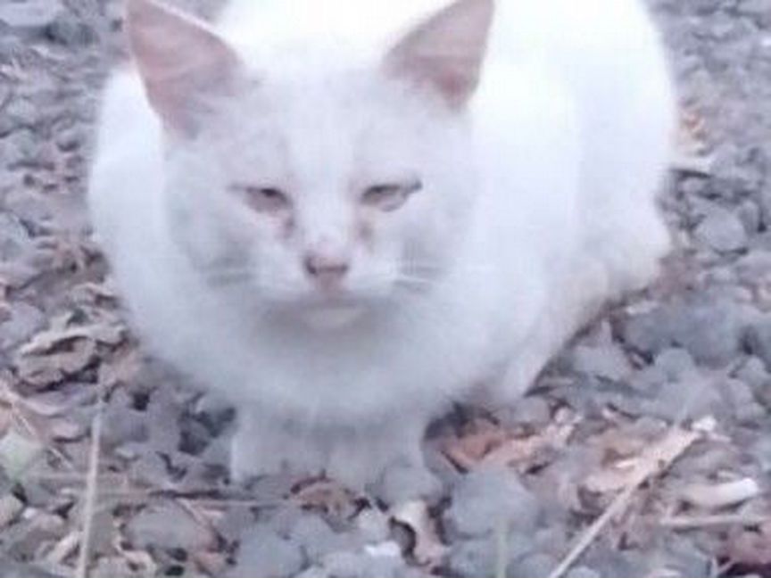 Мурзик хочет найти семью