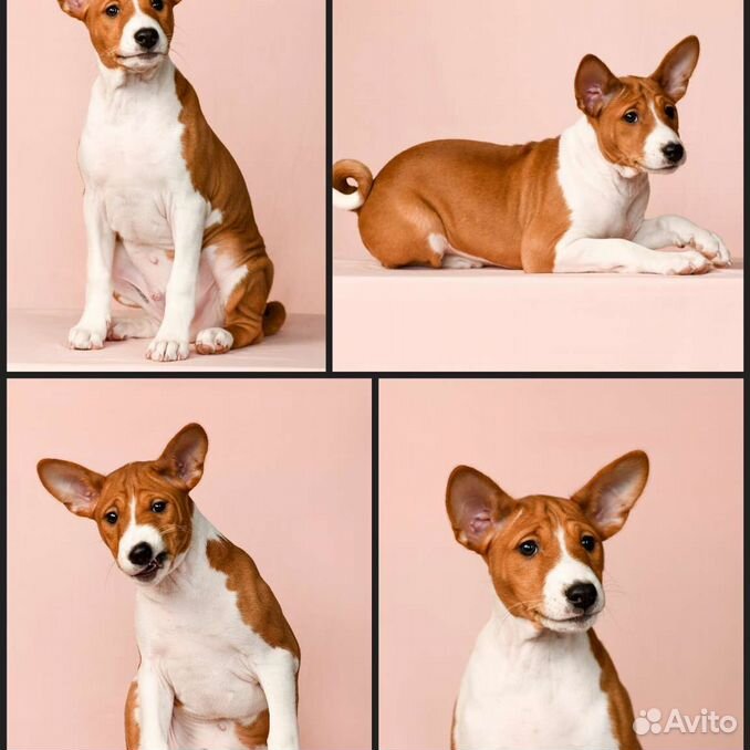 Африканская нелающая собака Басенджи щенки