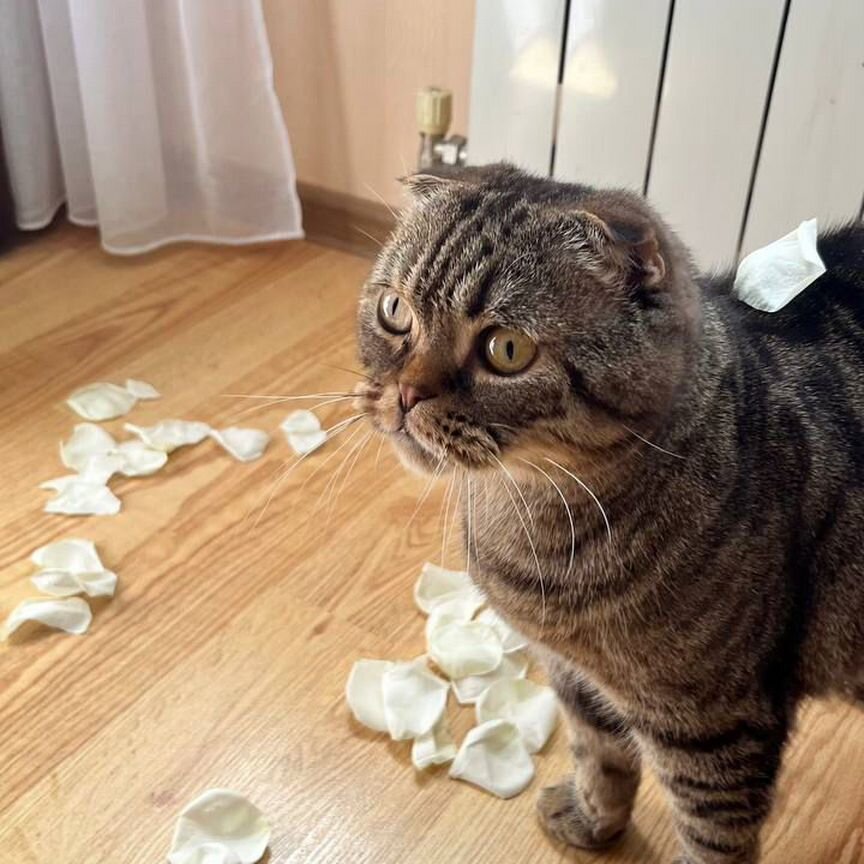 Отдам в добрые руки чудесного кота