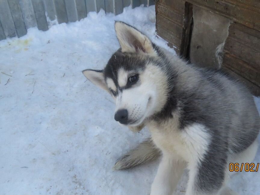 Щенок сибирского хаски
