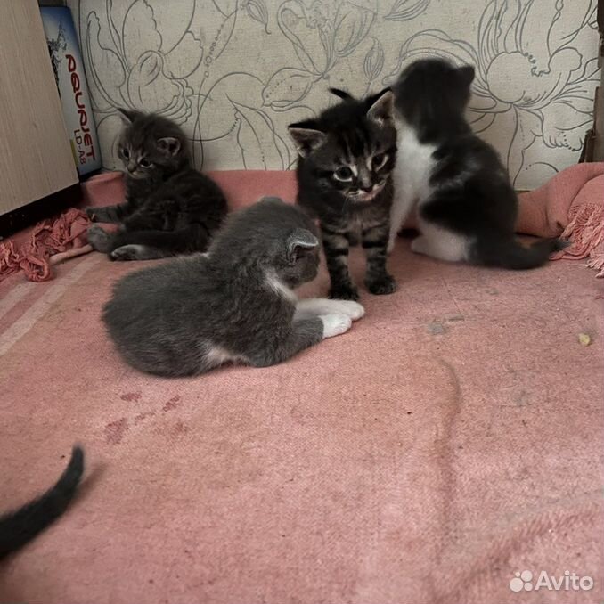 Котята в доьрые руки