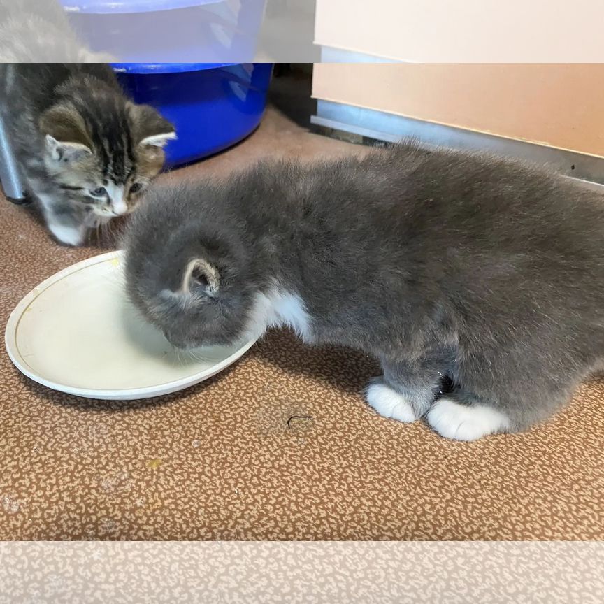 Котёнок в добрые руки