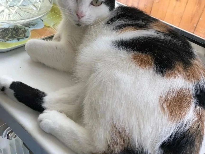 Кошечка Алиса