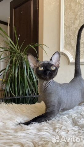 Черный мальчик Девон Рекс