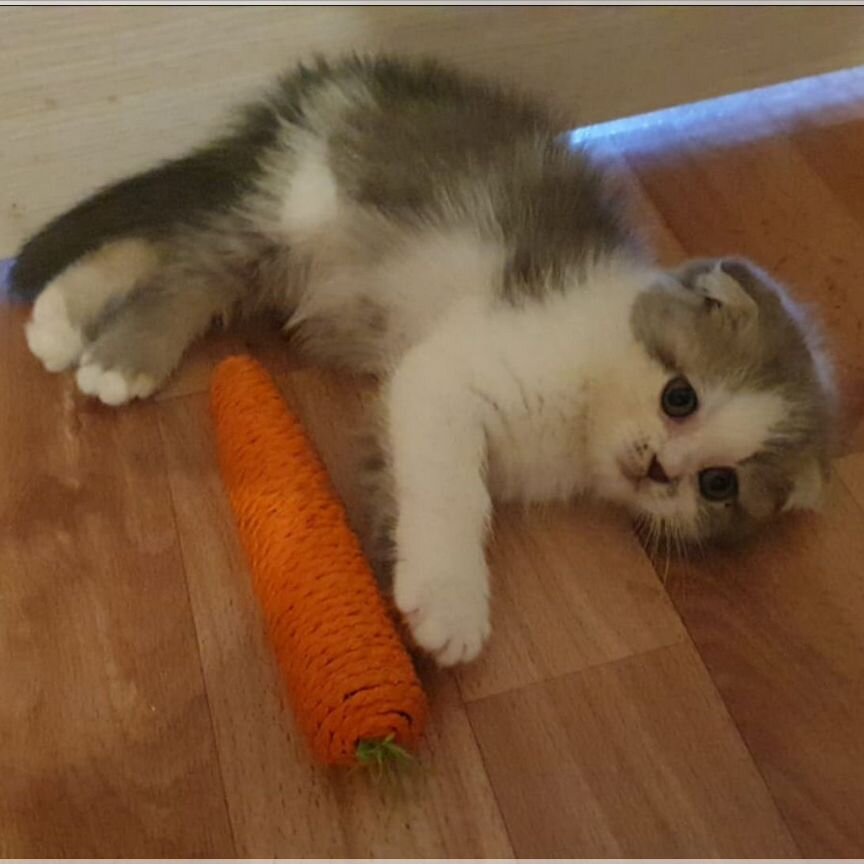 Шотландские за экзоченые котята