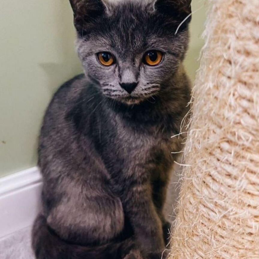 Британский котенок боб